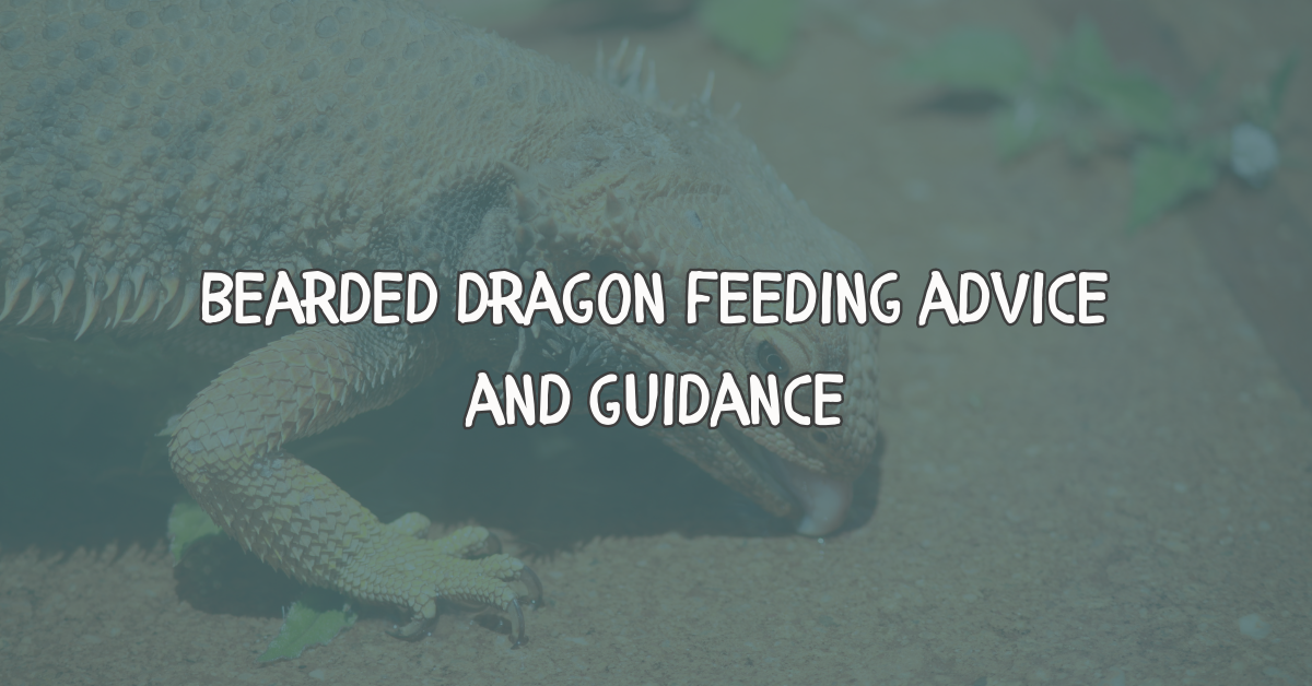 Bearded Dragon Feeding Guide: Nutrition Tips: Nutrition Advice
